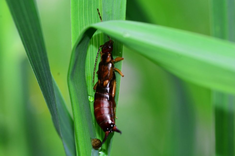 Ohrenkneifer & Ohrwurm – Ihre Bedeutung in der Natur | Denk Magazin
